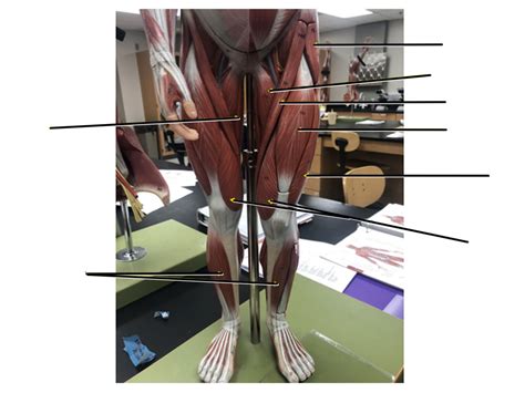 Leg Muscles Study Guide Key Terms Definitions For Sports Flashcards Quizlet