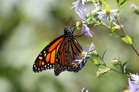为什么我们需要衡量生态系统的经济价值服务自然人类