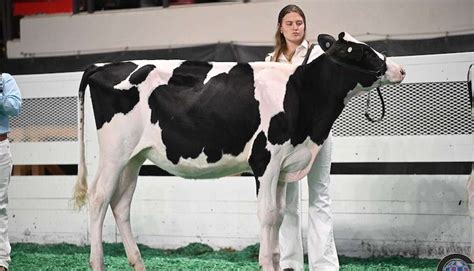 Showing Dairy Cattle Versus Beef Cattle