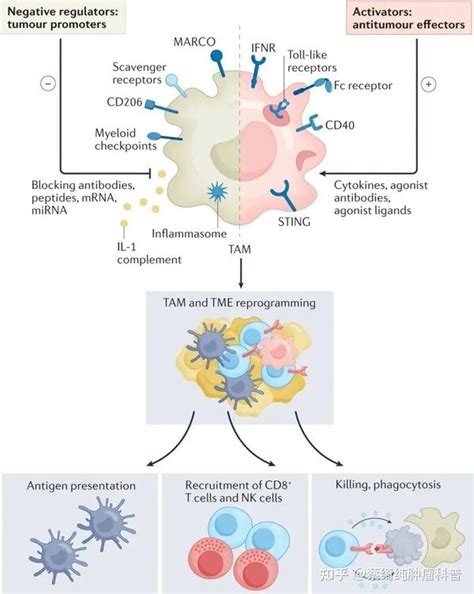 基于巨噬细胞的免疫治疗策略 知乎