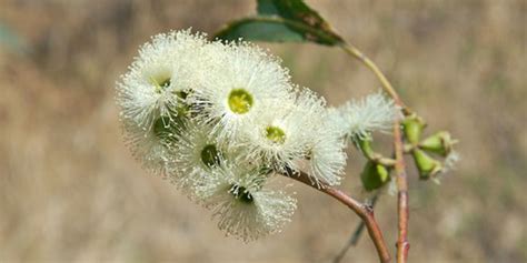 Eucalyptus Tetrodonta Stringybark — Territory Native Plants