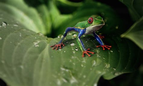 6 000 Free Frogs Nature Photos Pixabay