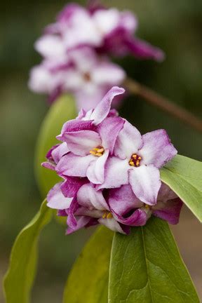 Daphne / RHS Gardening