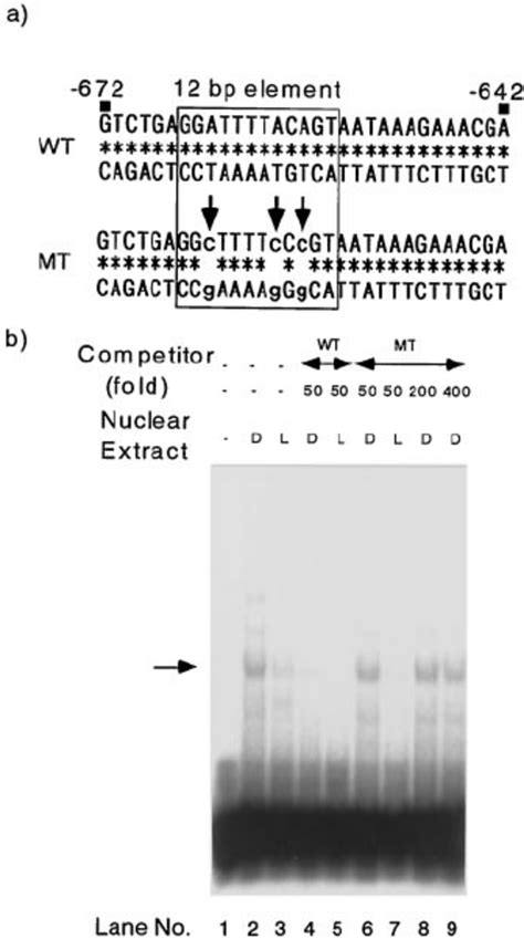 Gel Mobility Shift Assays With The Synthetic Oligonucleotides A