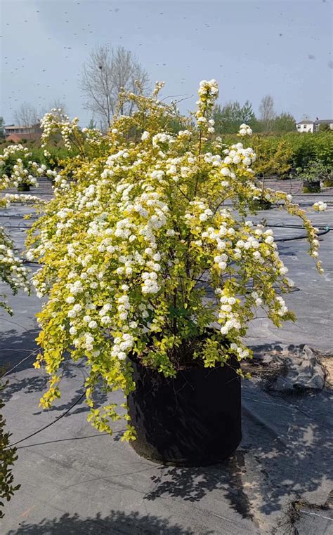 绣线菊‘黄金喷泉 花瓣网
