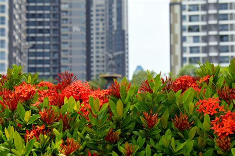 관광 배경 밝은 이국적인 꽃입니다 아시아의 자연 여행의 개념 0명에 대한 스톡 사진 및 기타 이미지 0명 개념 건물 외관