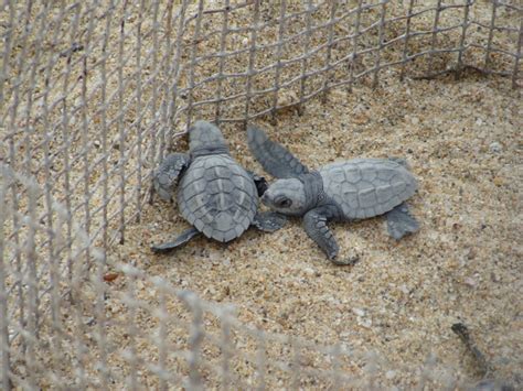 Free Images Wildlife Care Sea Turtle Reptile Fauna Vertebrate