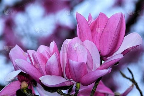 公园里的木兰花