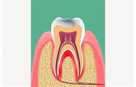 Discover The Structure Of Our Teeth