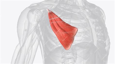 Premium Photo The Pectoralis Minor Muscle Creates A Passage Between