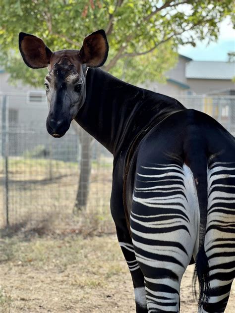 The Marvelous Journey Of The Animal Okapi