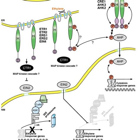 Auxin And Gibberellin Signalling Pathways A Under Low Auxin