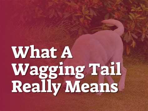 What A Wagging Tail Really Means