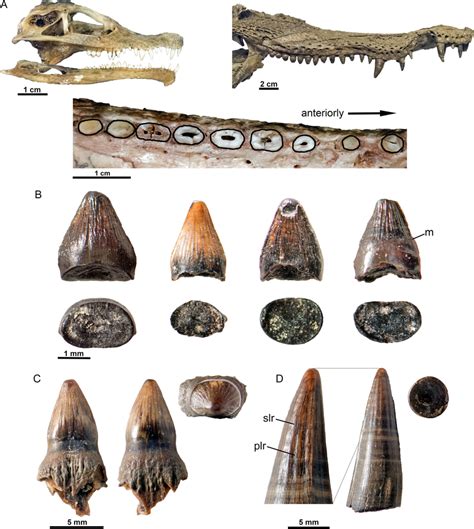 Variation Of Tooth Shape In Crocodilian Jaws And Small Fossil