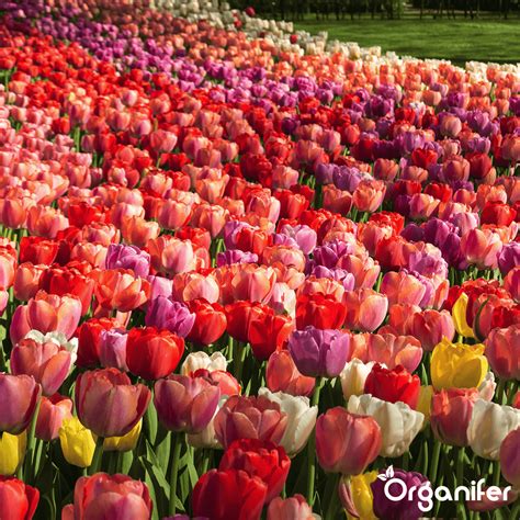 250 Tulpju Sīpoli 5 Krāsainas šķirnes Xxl Sīpola Izmērs 12 Cm