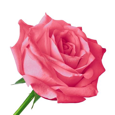 Amaranth Rose Flower Isolated On A White Background Close Up Stock