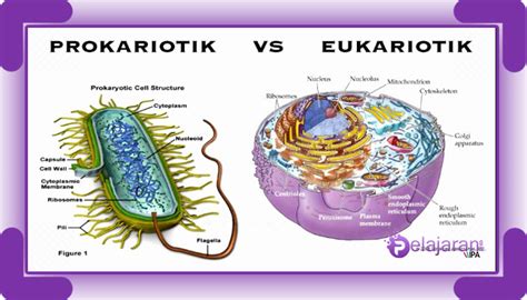 Pelajaran Biologi Sekolah Perbedaan Sel Prokariotik Dan Eukariotik My