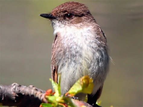 Backyard Birds In Kansas Free ID Chart