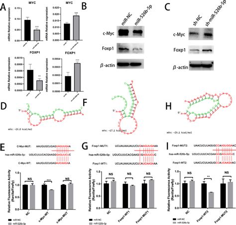 Mir 526b 5p Targeted The 3′ Utr Of C Myc And Foxp1 A Mir 526b 5p