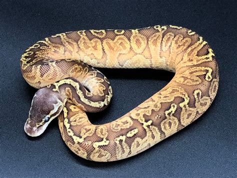 Pastel Sunset Ball Python By R Mckee Reptiles Morphmarket