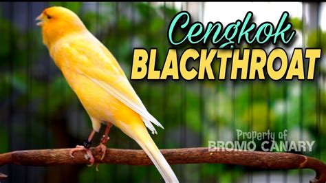 KENARI ISIAN BLACKTHROAT BUAT MASTERAN PAUD AGAR CEPET BUNYI DAN GACOR