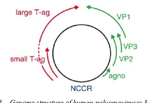 Figure 1 From Polyomavirus Nephropathy A Brief Review With Special Emphasis On Clinico