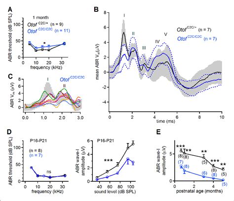 Synaptic Vesicle Cycle Semantic Scholar