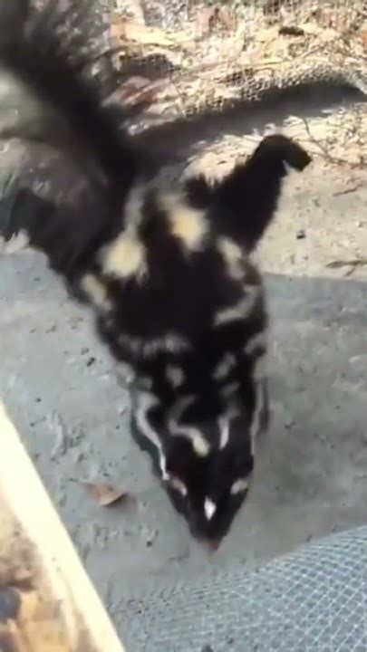 The Skunks Warning Dance Shorts Youtube
