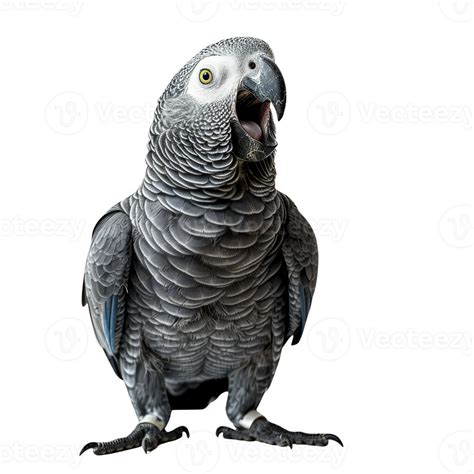 African Grey Parrot Isolated Background 45961891 Png