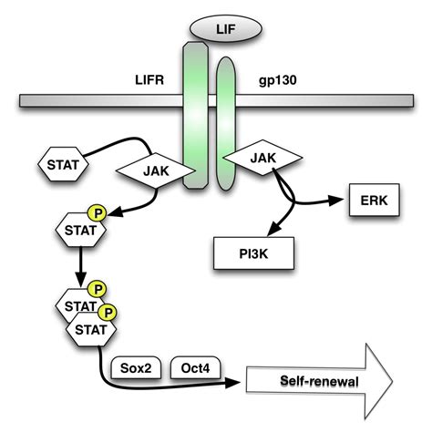 Signaling Pathways In Mouse Embryo Stem Cell Self Renewal Intechopen