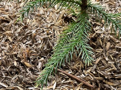 Is This A Lycopodium Plant Rbiology