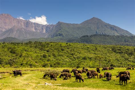 Guide To Arusha National Park Luxury Tanzania Safaris Sababu Safaris