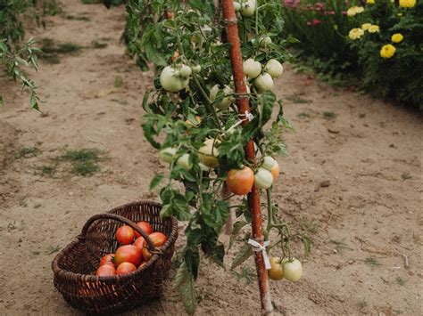 Ziemia po pomidorach odkażanie po zarazie jesienne zbiory i