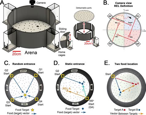Shortcutting From Self Motion Signals Reveals A Cognitive Map In Mice