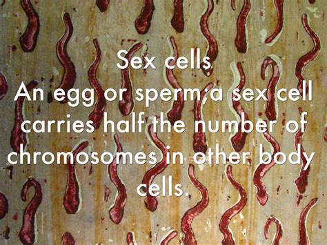 Cell Vocabulary By Isaac Coen Pesch