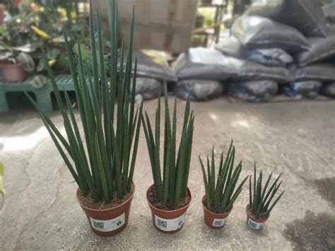 Bacularis Sansevieria Lazada Ph
