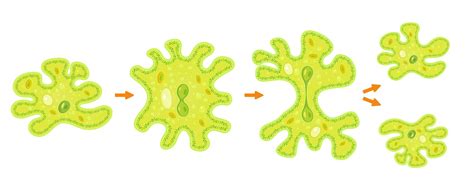 Premium Vector Amoeba Binary Fission Infographicreproduction Of