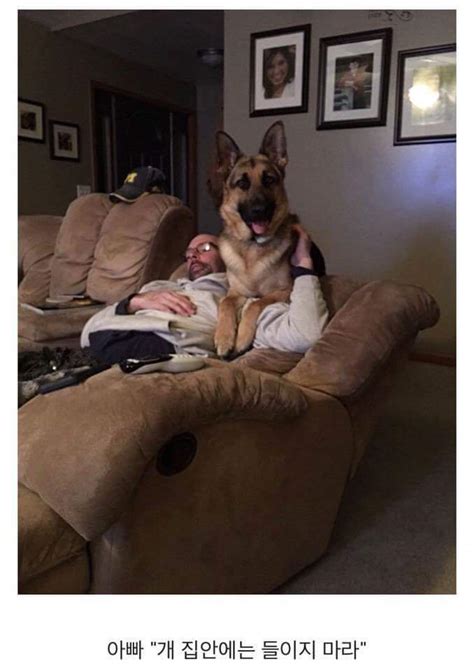 아빠 개 싫어한다 인스티즈instiz 이슈 카테고리 아빠 개 싫어한다 인스티즈instiz 이슈 카테고리