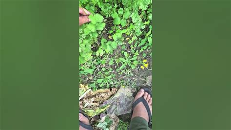आफ्नै अर्गानिक तरकारी बारी Youtube