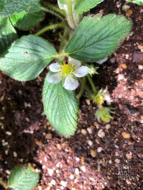 딸기 모종 인공 수정 방법 꽃 열매 만들기 열리는 시기 설향 딸기 잎끝 마름 현상 네이버 블로그