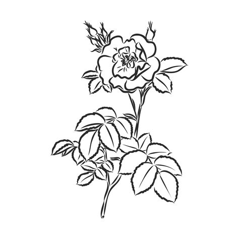 Rose Vector Sketch 17050219 Vector Art At Vecteezy