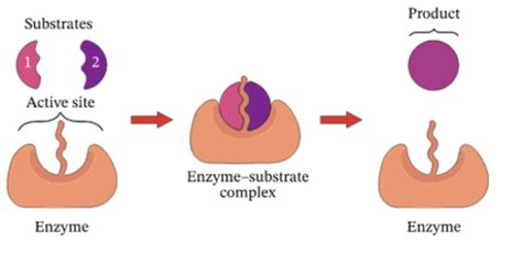Enzymes And Digestive System Flashcards Quizlet