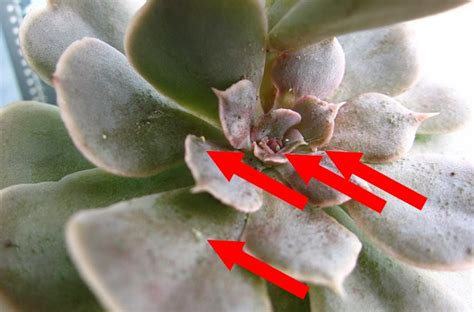 多肉植物にカイガラムシを見つけた時の対処と駆除について 和みの喜々楽園芸