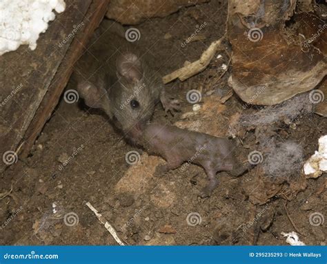 Closeup On A Mother House Mouse Mus Musculus Saving Har A Naked Baby