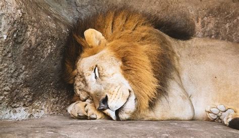 quick start your rest client with cpprest tech inside