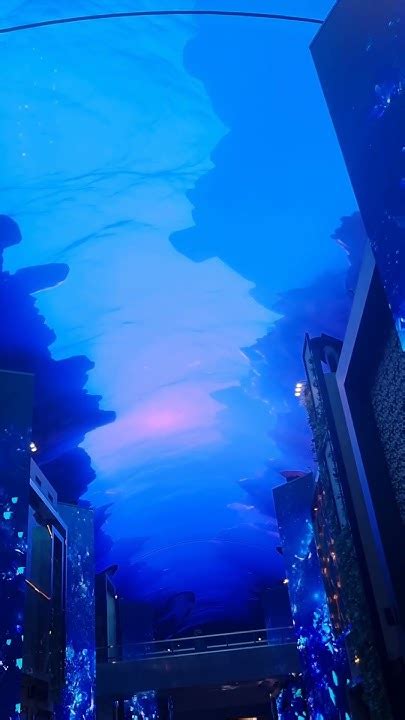 인스파이어리조트 고래 Youtube