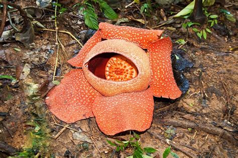 Rafflesia Arnoldii