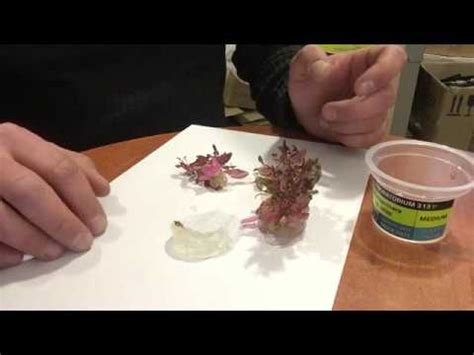 Обзор Аквариумное растение Альтернантера Рейнека мини (ALTERNANTHERA ...