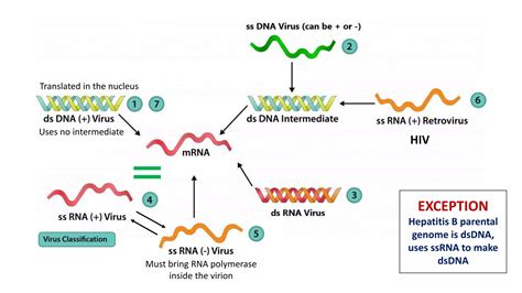 Usmle Step 1 Microbiology Review Ppt