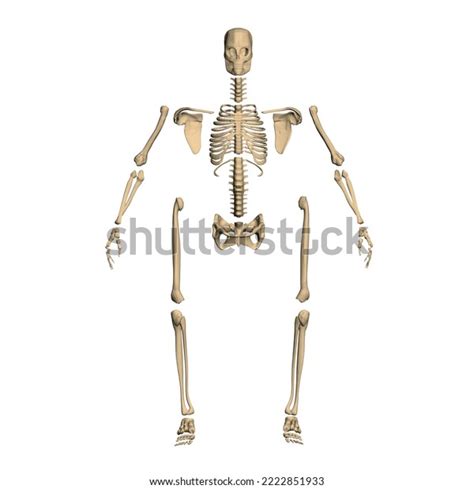 Polygonal Model Disassembled Human Skeleton Black Stock Illustration